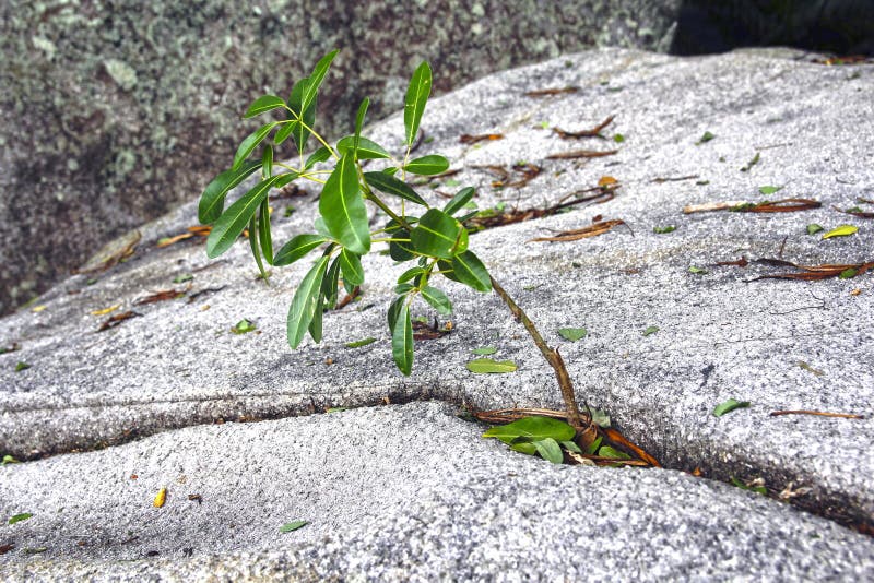A Small Young Tree Growing through the Stone Stock Photo - Image of ...