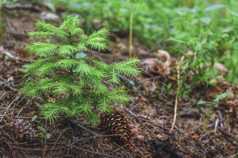 Small Young Tree in the North Woods Stock Photo - Image of young, tree ...
