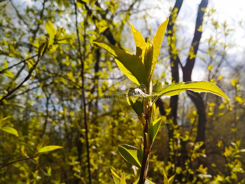 Small Young Tree S Leaves in the Afternoon Stock Photo - Image of ...
