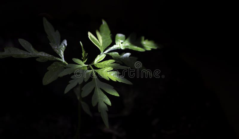 Small Young Tree Sapling Putting Out Its First Spring Leaves. Highly ...