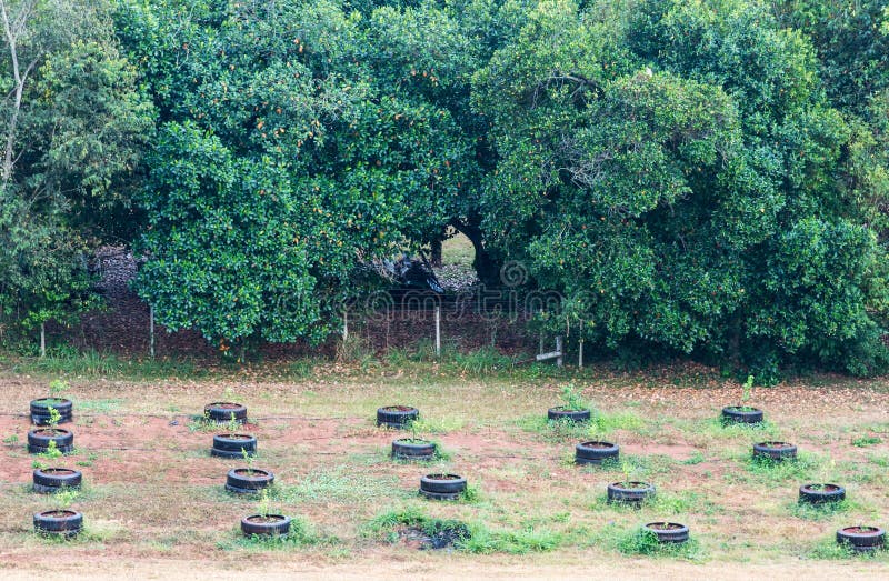 Small Young Tree in the Tire Pot. Stock Photo - Image of nature, farm ...
