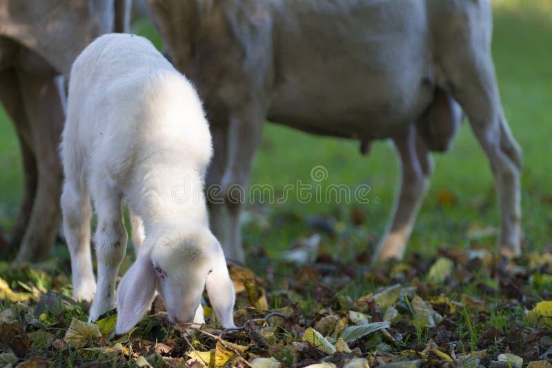 Small Young White Lamb Graze at Fall Meadow Stock Photo - Image of cute ...