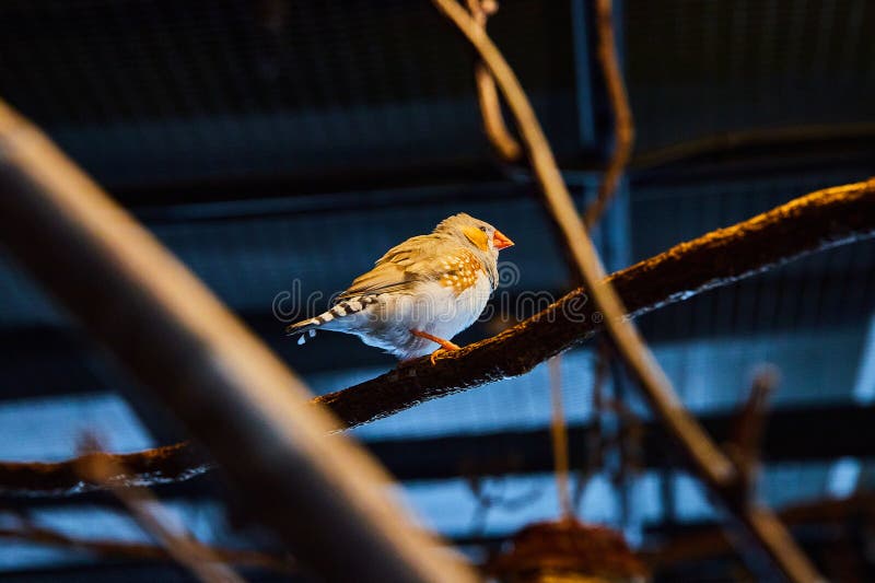 Small Zebra Finch Bird in Dark Lighting on Branches with Light ...