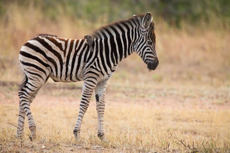 Small zebra foal standing with ox-pecker on his back, Small zebra foal ...