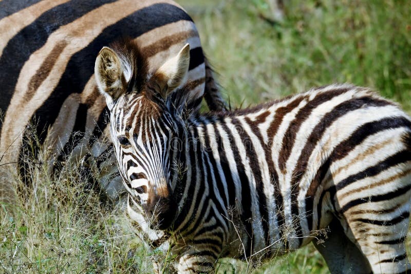 Small zebra grazing stock photo. Image of black, animals - 143766122