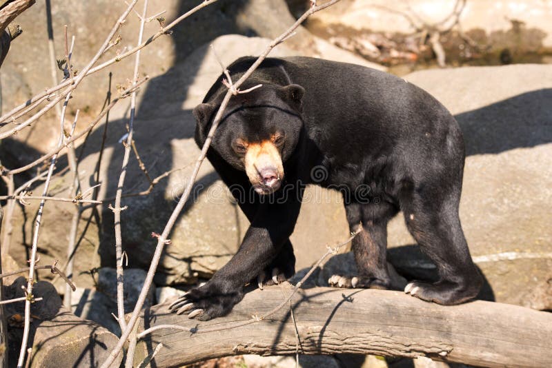 Smallest Bear, Malayan Sun Bear, Helarctos Malayanus on Branch Stock ...