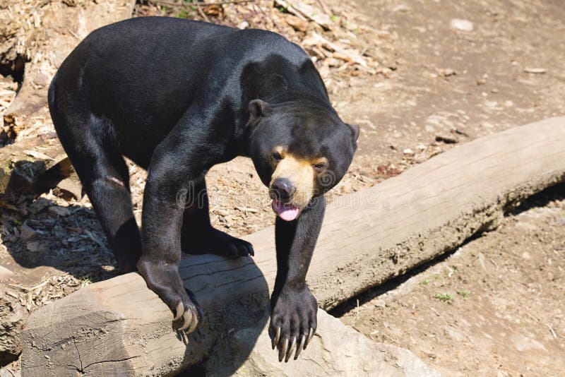 Smallest Bear, Malayan Sun Bear, Helarctos Malayanus on Branch Stock ...