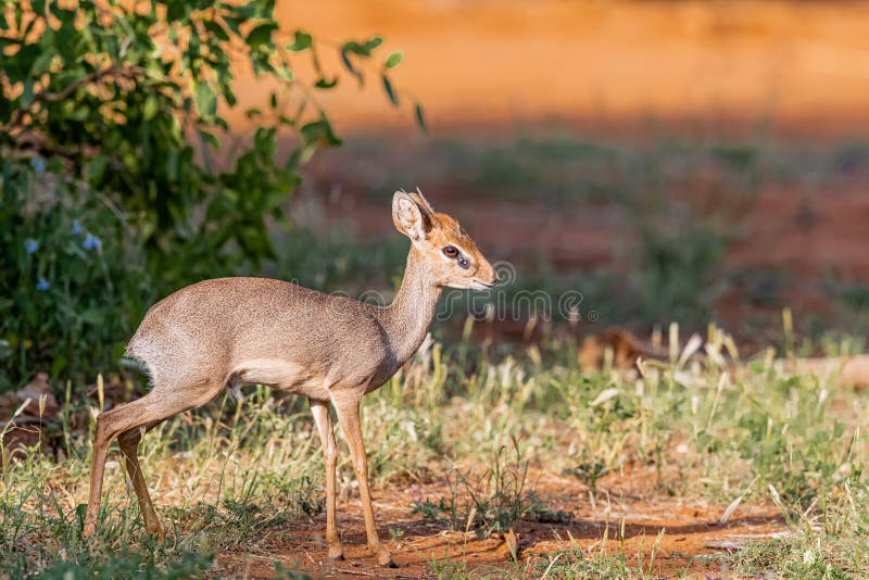 Smallest deer ever stock photo. Image of brown, eyes - 35769786