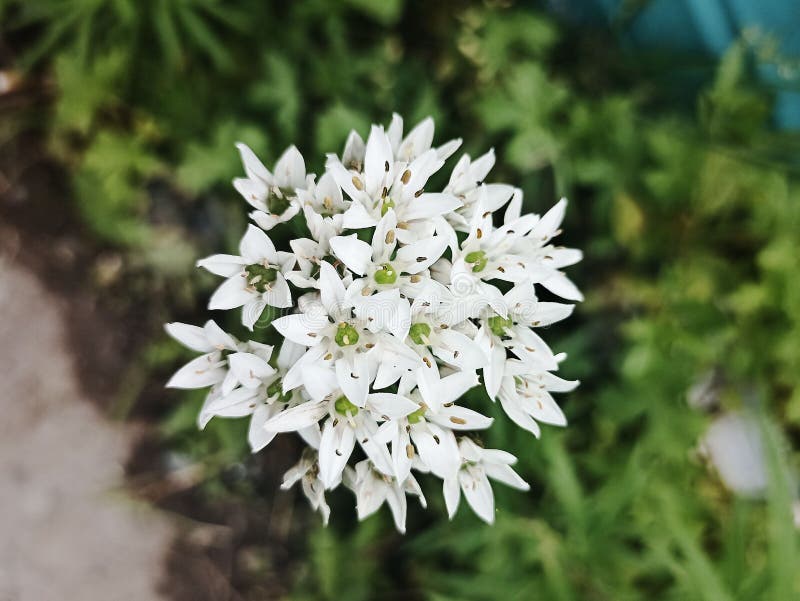 The Smallest Flowers that You Have Ever Seen Stock Photo - Image of ...