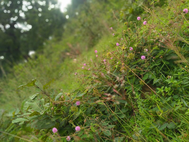 Smallest forest flower stock photo. Image of herb, woodland - 237429118