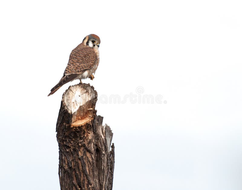 American Kestrel Perched on Rough Stump Stock Image - Image of stump ...