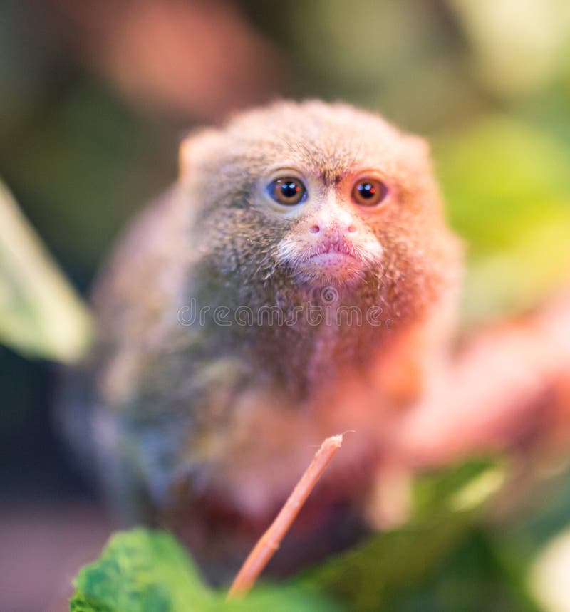 The Smallest Monkey in the Zoo Stock Photo - Image of looking, animal ...