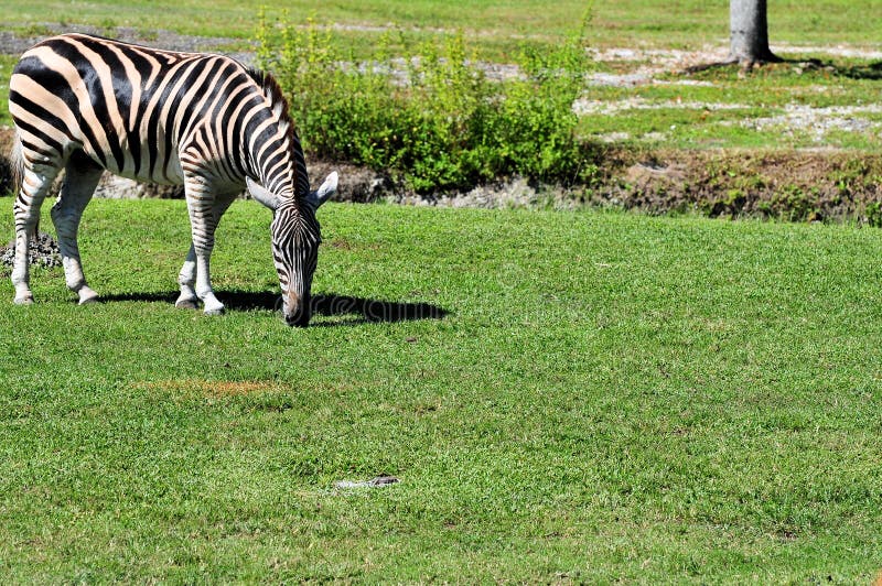 Smallest Zebra stock image. Image of animal, stands, smallest - 21604997