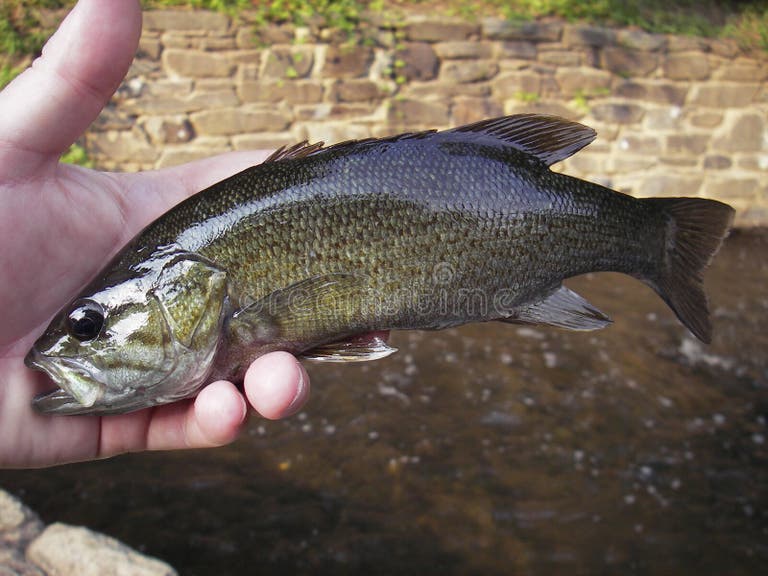 283 Smallmouth Bass Fish Bass Fish Stock Photos - Free & Royalty-Free ...