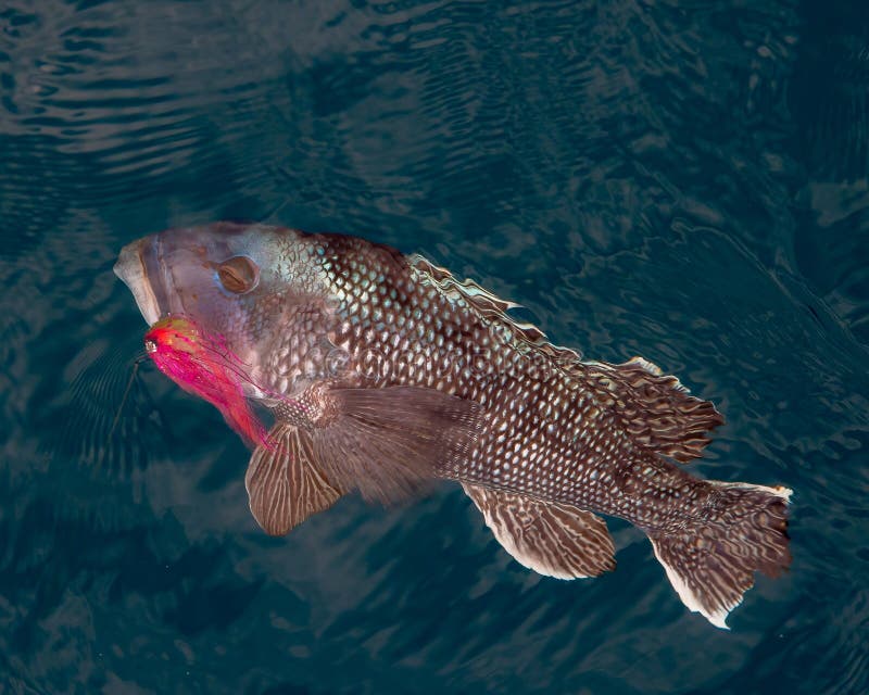 Smallmouth Bass Fish Caught on the Water Surface Stock Photo - Image of ...