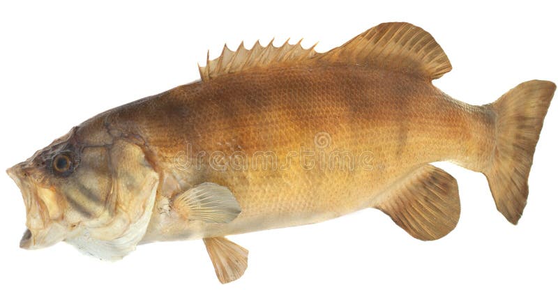 Smallmouth Bass Side View stock photo. Image of angling - 12542470