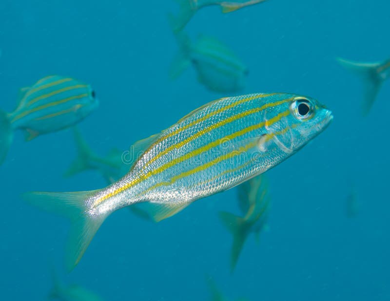 White Grunt stock image. Image of collect, water, biology - 7293065