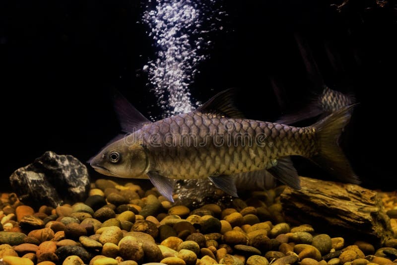 Smallscale Mud Carp Fish Stock Photos - Free & Royalty-Free Stock ...