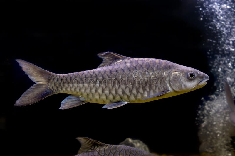 Smallscale mud carp stock photo. Image of fish, east - 52327924