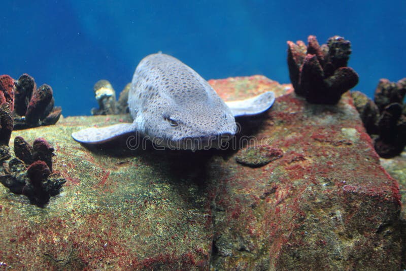 Smallspotted catshark obraz stock. Obraz złożonej z natura - 46583467
