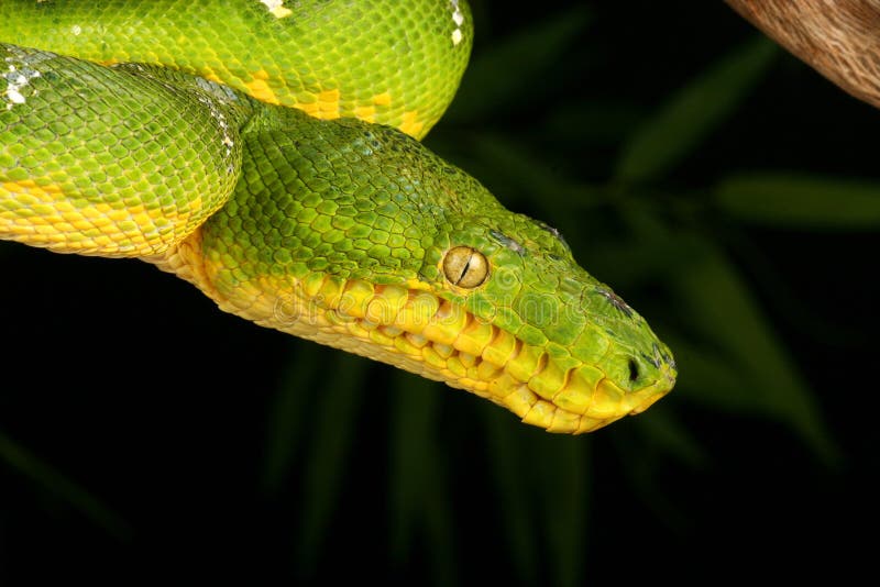 Smaragdgrüne Baumboa stockbild. Bild von baum, wildnis - 4271987