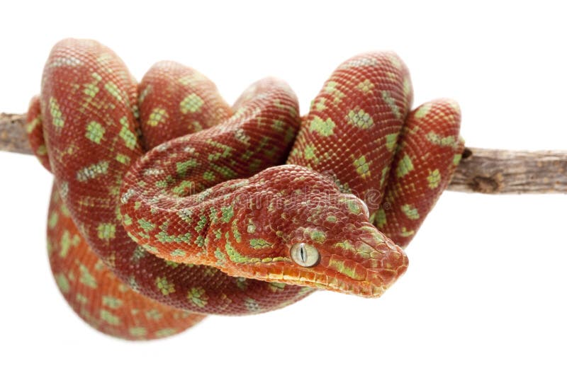 De Smaragdgroene Boa Van De Boom Stock Afbeelding - Image of reptiel ...