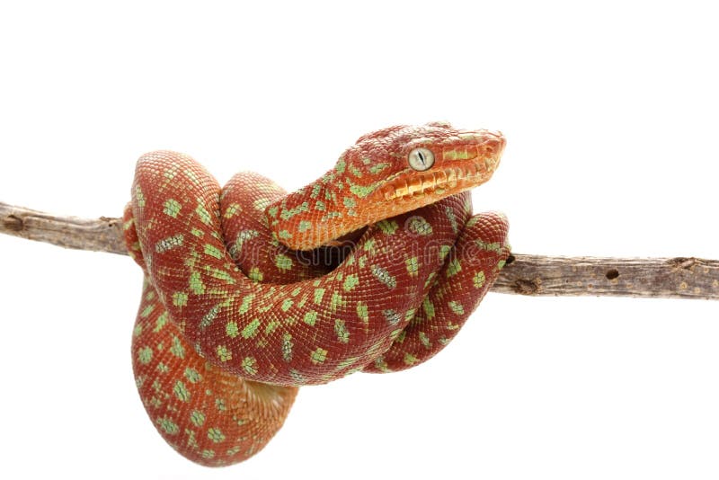 De Smaragdgroene Groene Slang Van De Boa Van De Boom - Stock Afbeelding ...