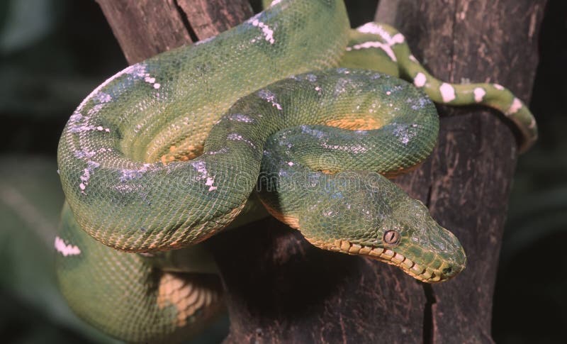 Smaragdgroene boomboa stock afbeelding. Image of jager - 5706403