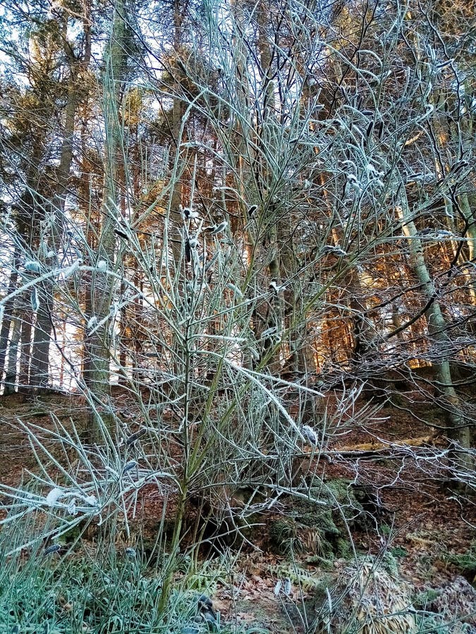 The Forst Plant in the Woods Stock Photo - Image of branch, sunlight ...