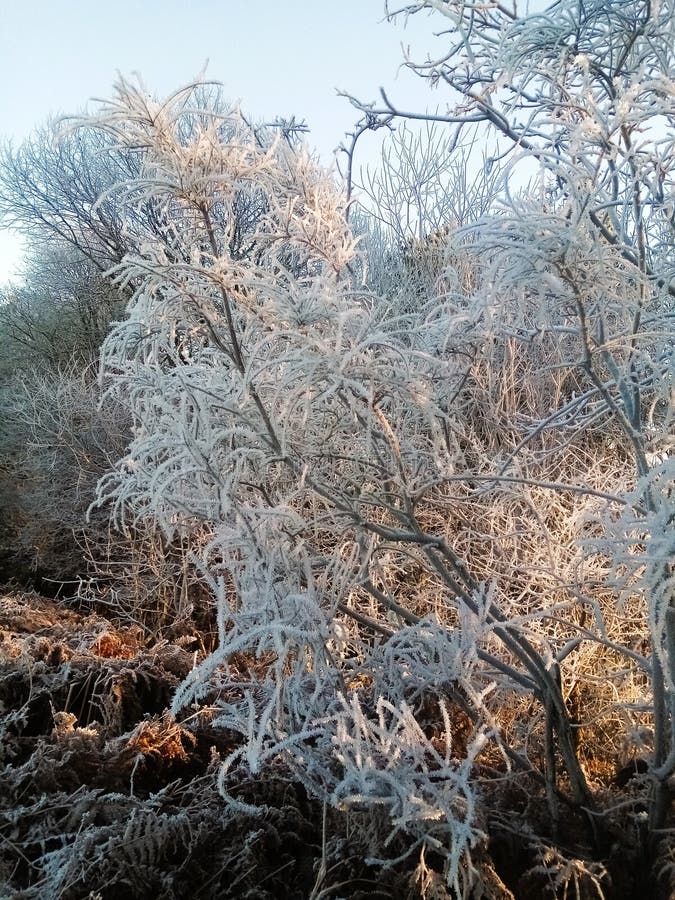 White Frost Tree in the Woods (No Snow) Stock Photo - Image of woodland ...