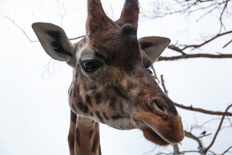 Smart Animal Giraffe Looking at Me Stock Image - Image of giraffe ...