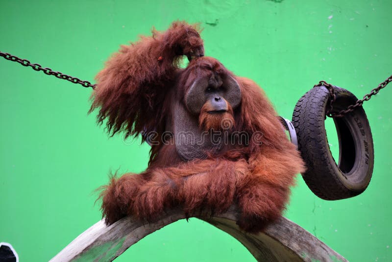 358 Smart Ape Thinking Stock Photos - Free & Royalty-Free Stock Photos ...