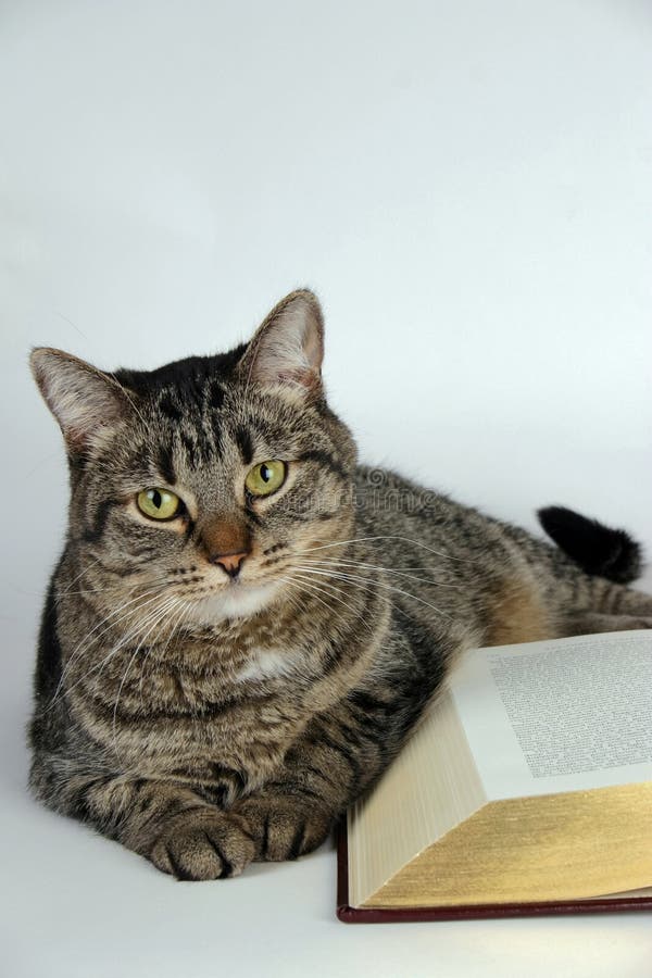 An Intelligent Cat stock photo. Image of stripe, striped - 160412922