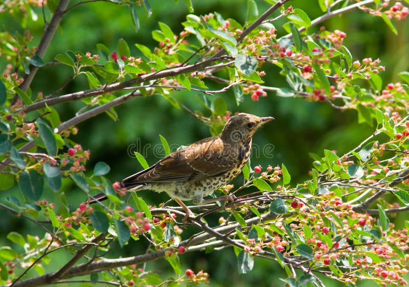 Smart bird stock image. Image of feather, branch, avian - 7463751