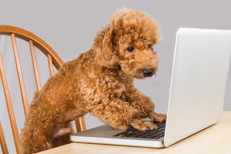 Smart Brown Poodle Dog Typing and Reading Laptop Computer on Table ...