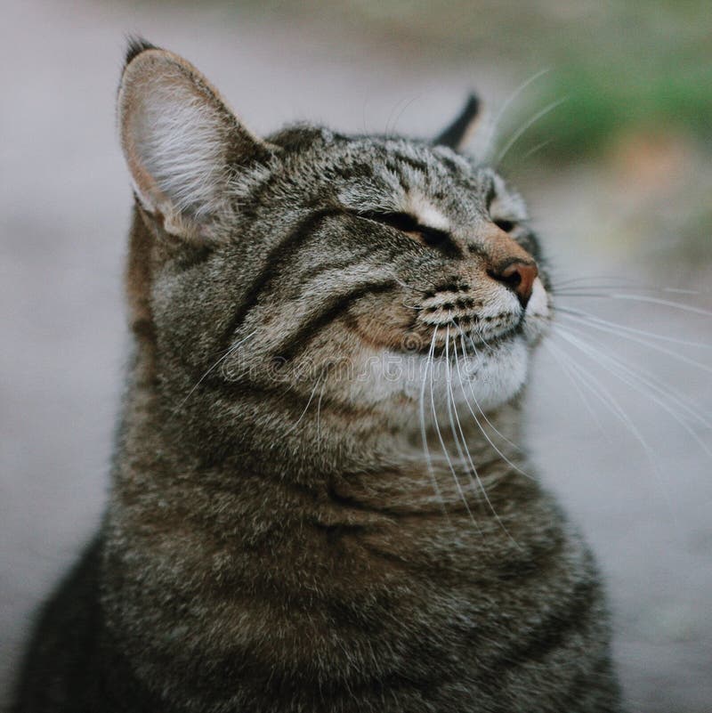 A Smart Cat Looks at Me and Him with Smart Eyes Stock Photo - Image of ...