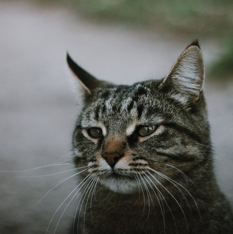 A Smart Cat Looks at Me and Him with Smart Eyes Stock Photo - Image of ...