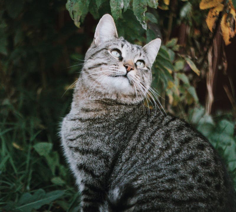 A Smart Cat Looks at Me and Him with Smart Eyes Stock Image - Image of ...
