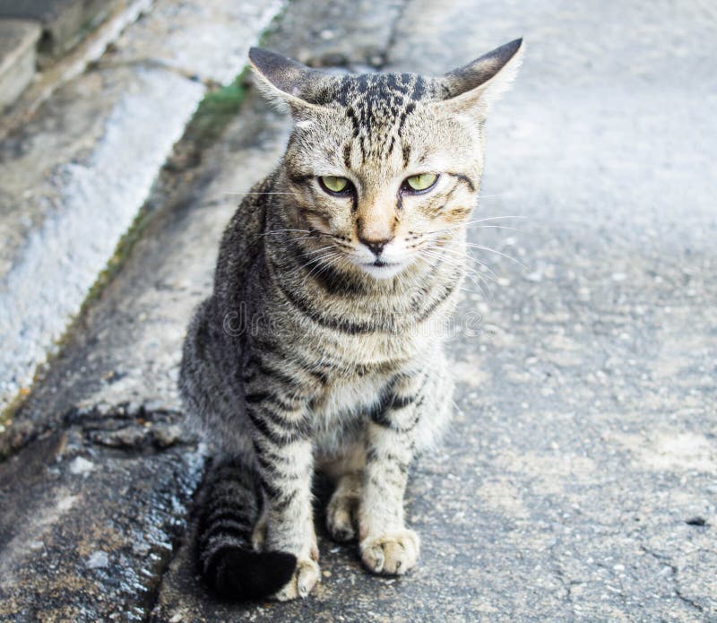 Smart cat stock image. Image of asiancat, kitty, pets - 60535799