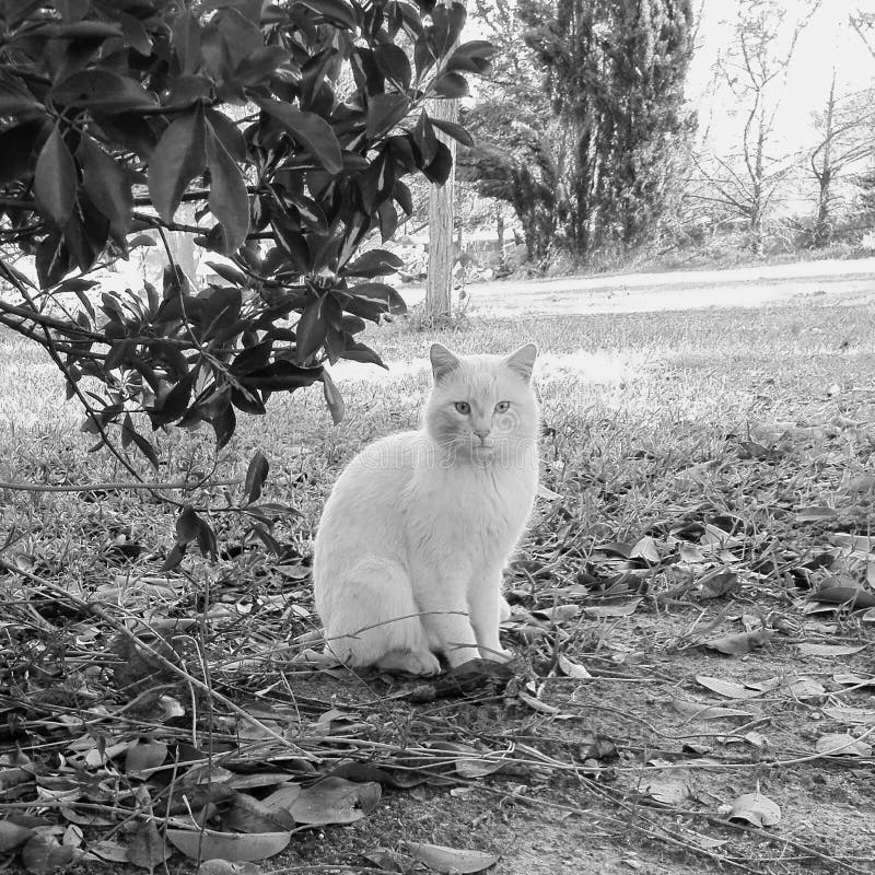 Smart Cat stock image. Image of nice, kitty, smart, furry - 58480075