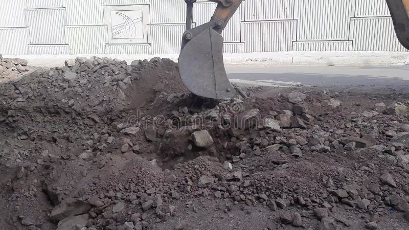 Process of Digging Fresh Organic Potatoes Vegetable in Field on Soil ...