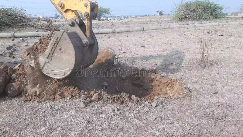 Process of Digging Fresh Organic Potatoes Vegetable in Field on Soil ...
