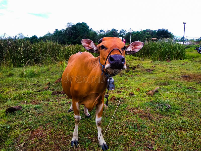 Smart cow stock image. Image of farm, nature, smart - 122148825