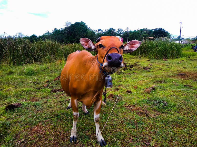 Smart cow stock image. Image of farm, nature, smart - 122148825