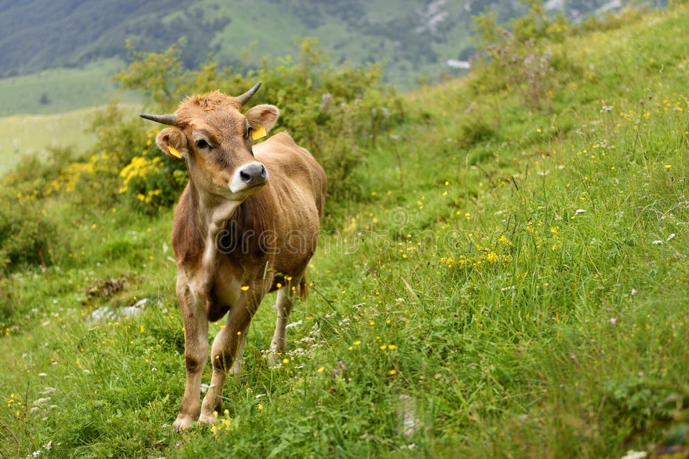 Smart cow stock image. Image of looking, landscape, grazing - 48730145