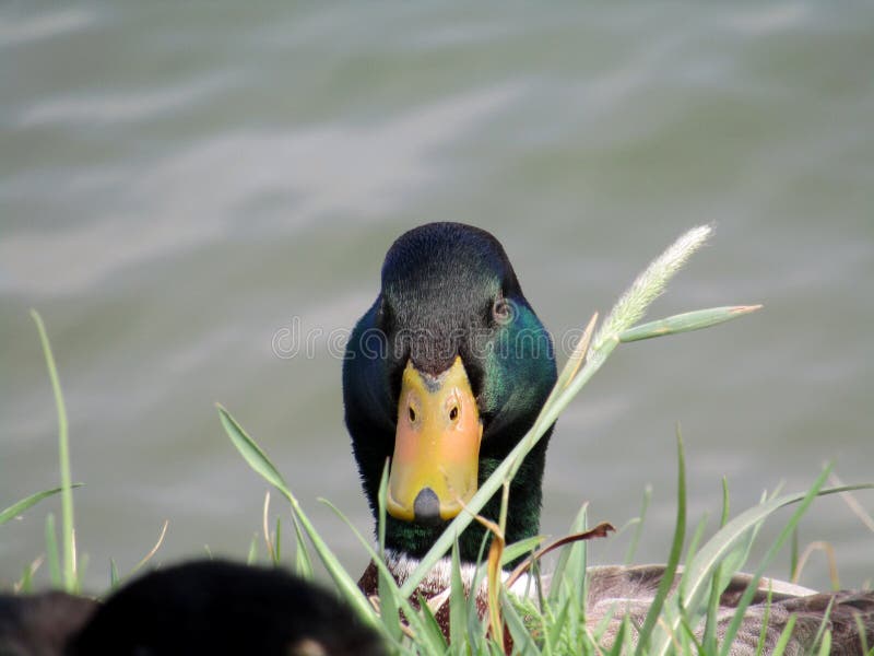 Smart, Cute and Interesting Duck`s View Stock Photo - Image of ducks ...