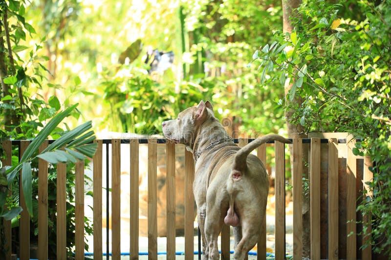 Smart and Cute Pitbull in Garden Nature Stock Photo - Image of adorable ...