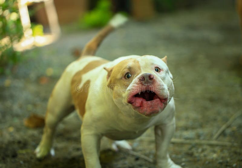 Smart and Cute Pitbull in Garden Nature Stock Photo - Image of mixed ...
