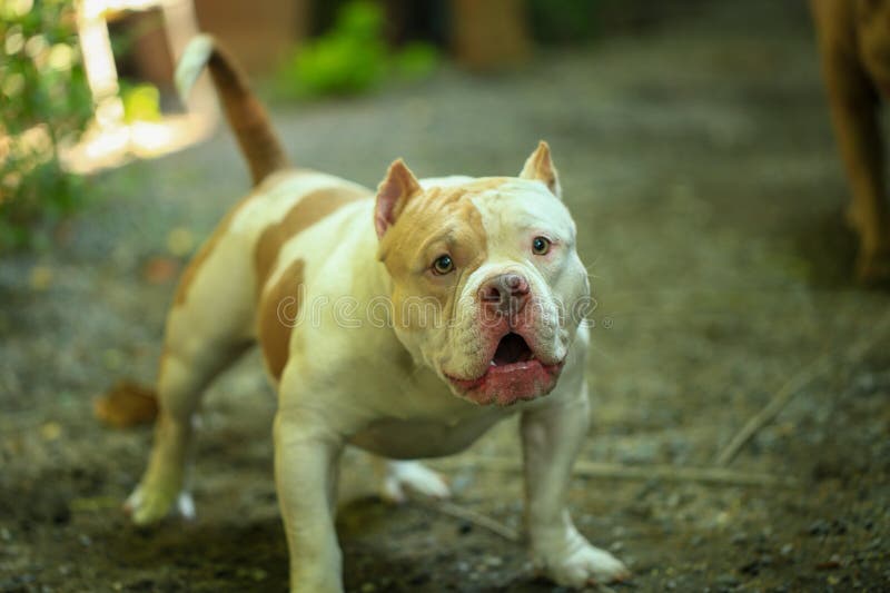 Smart and Cute Pitbull in Garden Nature Stock Image - Image of pitbull ...