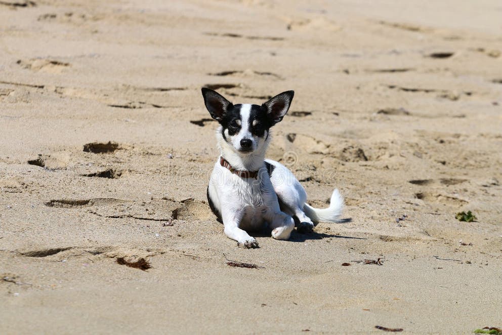 Smart, Cute and Sad Small Dog on the Beach Stock Image - Image of close ...